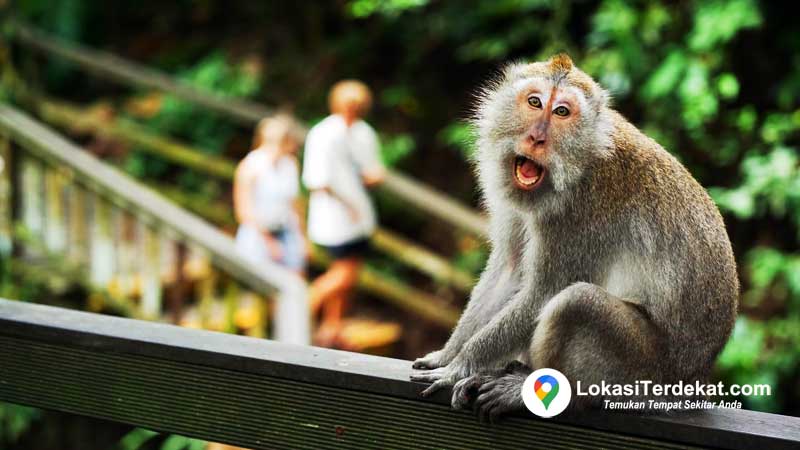 Monkey Forest, Pesona Hutan Kera Ubud Yang Menakjubkan